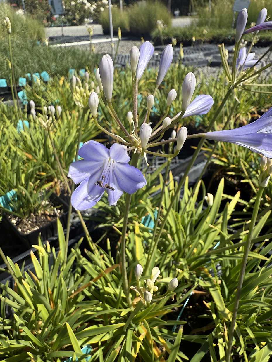 Agapanthus 'Peter Pan' – Dwarf Lily-of-the-Nile – Russian River Rootworks