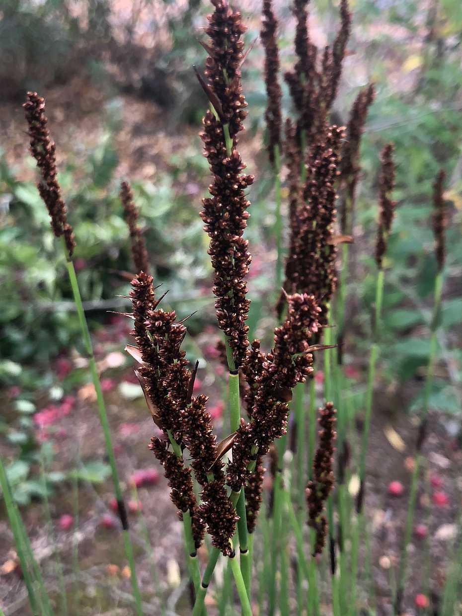 Chondropetalum tectorum – Small Cape Rush – Russian River Rootworks