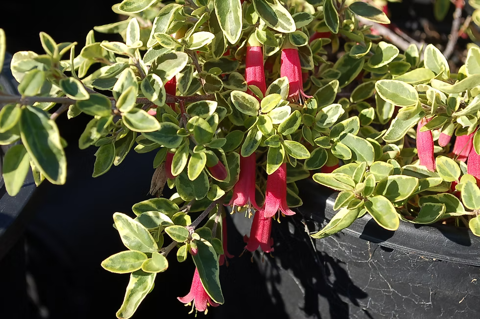 Correa 'Wyn's Wonder' – Variegated Australian Fuchsia – Russian River ...